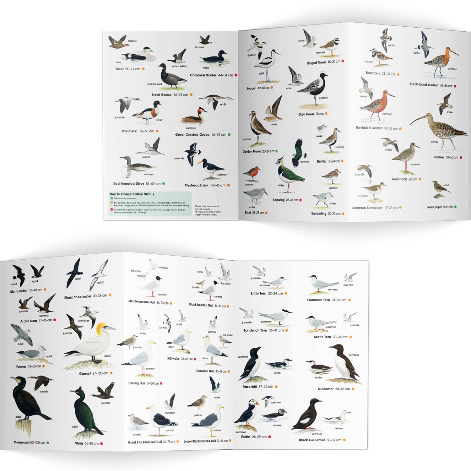 Coastal birds identifier chart - RSPB ID Spotlight series - Bird ...