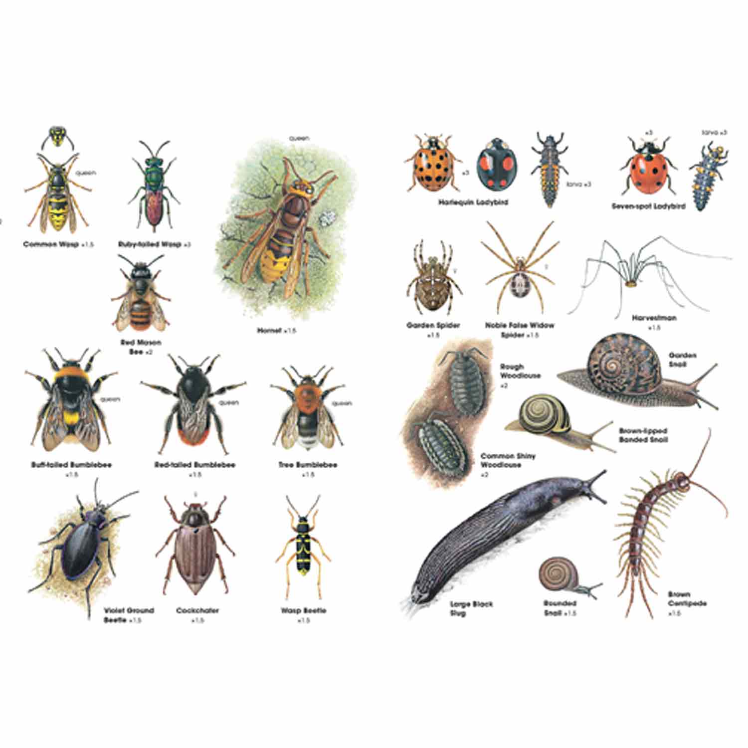 RSPB ID Spotlight - Identify garden bugs - Wildlife charts
