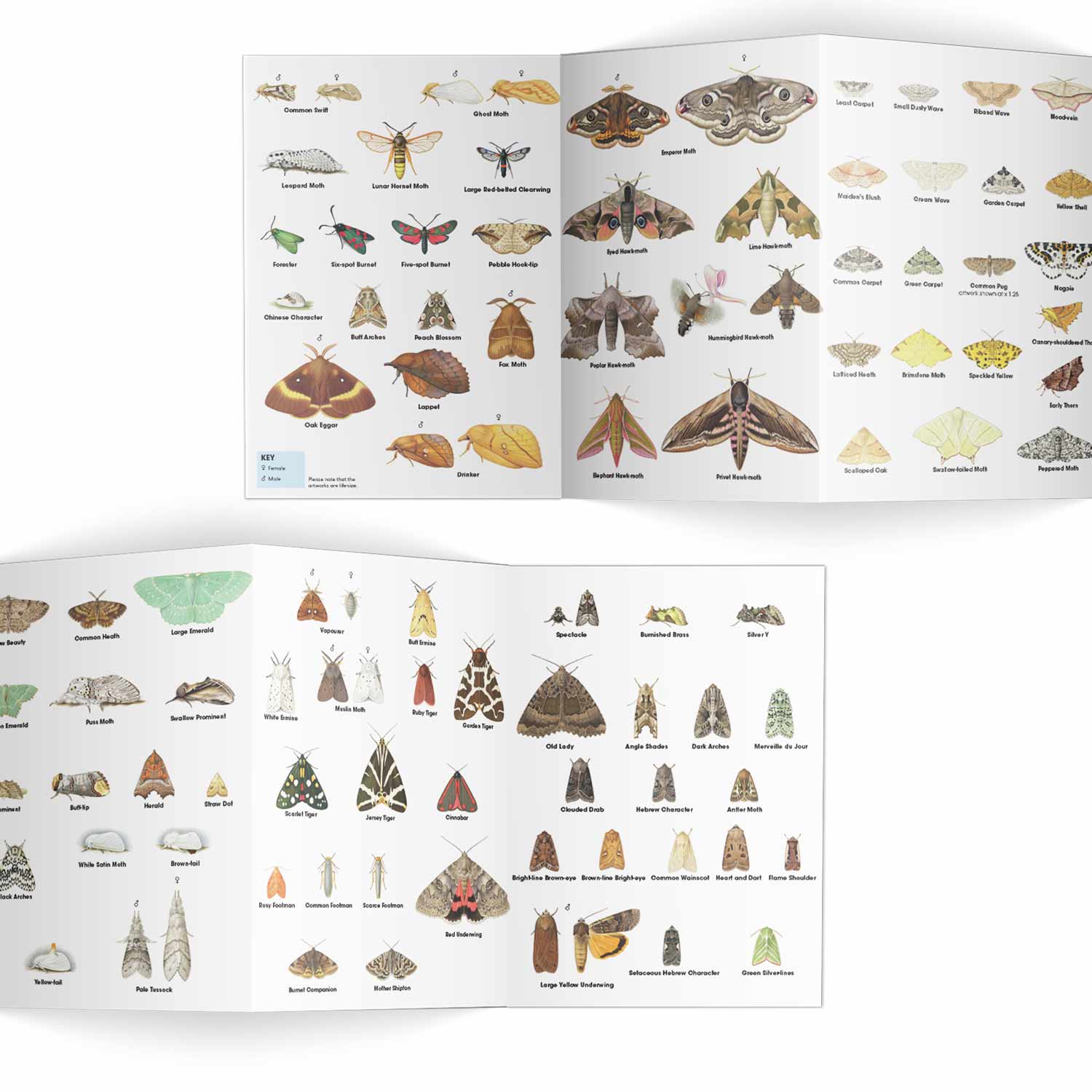 Moths identifier chart - RSPB ID Spotlight series - Wildlife charts