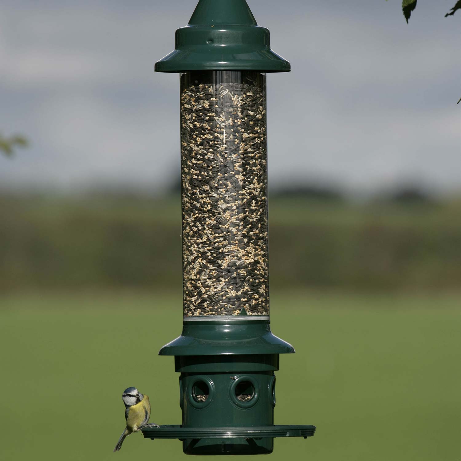 Squirrel Buster Plus and Sunflower hearts - Bird feeders