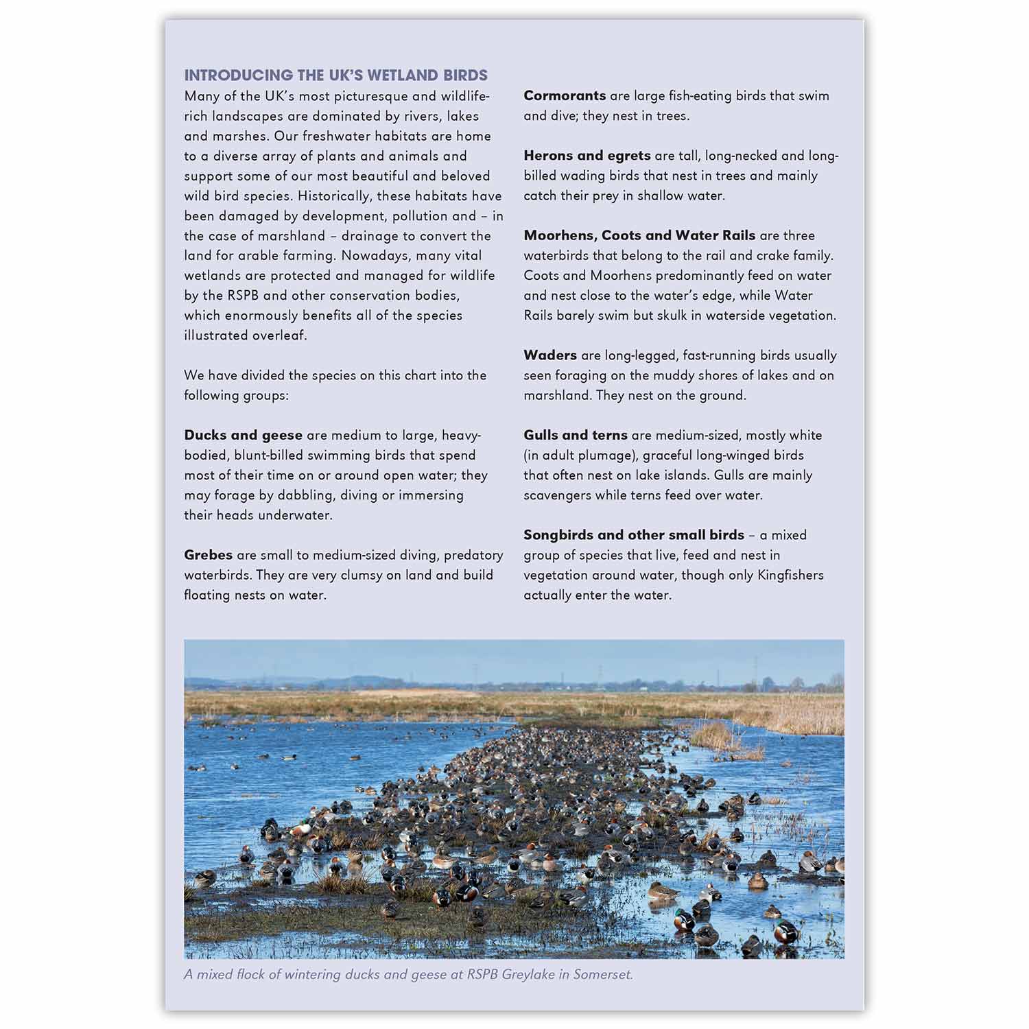 Wetland birds identifier chart - RSPB ID Spotlight series - Bird ...