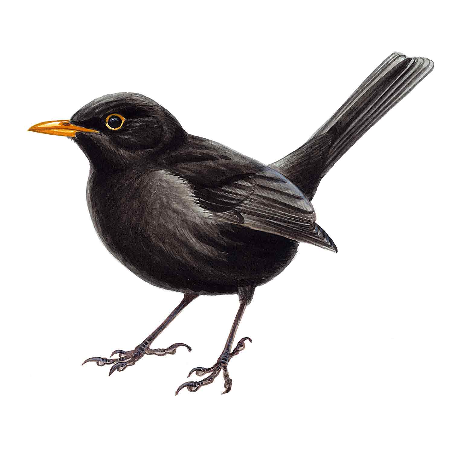 Garden birds window stickers - Window bird feeders